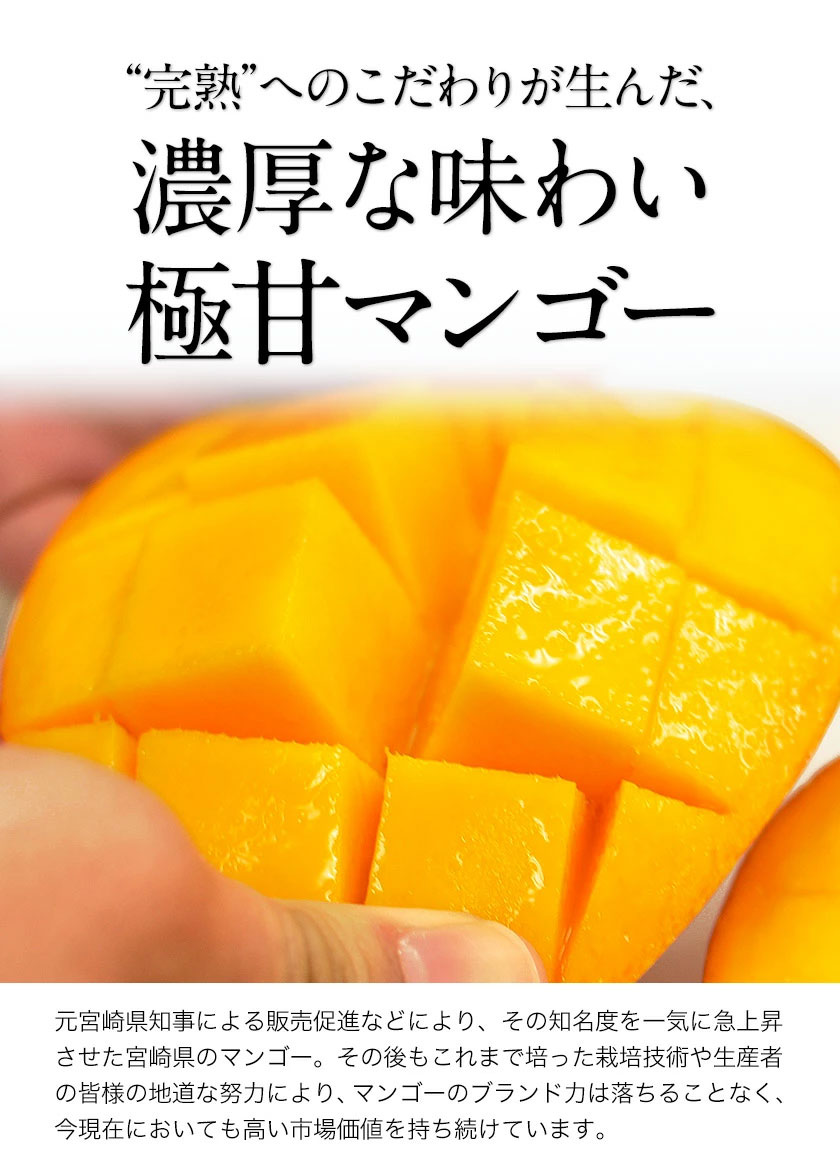 \マイルアップ／ 宮崎県産 完熟マンゴー マンゴー 2玉 化粧箱入り (Lサイズ:約310g～約349g) 送料無料 健康 ギフト プレゼント フルーツ 食べ物 贈答 スイーツ お取り寄せ お ...