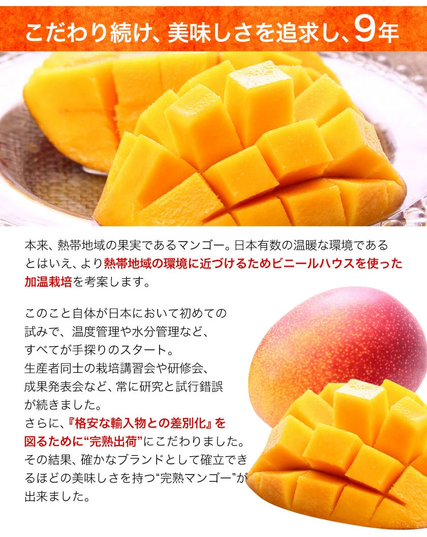 \マイルアップ／ 宮崎県産 完熟マンゴー マンゴー 2玉 化粧箱入り (Lサイズ:約310g～約349g) 送料無料 健康 ギフト プレゼント フルーツ 食べ物 贈答 スイーツ お取り寄せ お ...