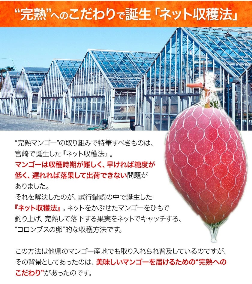 \マイルアップ／ 宮崎県産 完熟マンゴー マンゴー 2玉 化粧箱入り (Lサイズ:約310g～約349g) 送料無料 健康 ギフト プレゼント フルーツ 食べ物 贈答 スイーツ お取り寄せ お ...